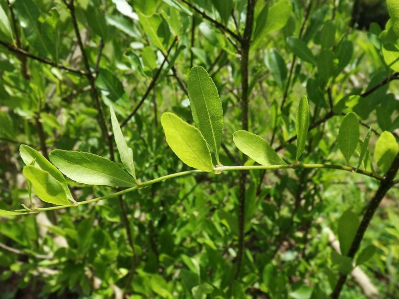 Forestiera pubescens - desert-olive, New Mexican forestiera ...