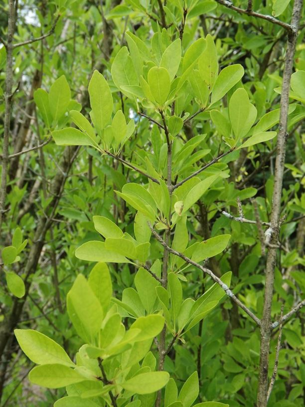 Forestiera pubescens - desert-olive, New Mexican forestiera ...