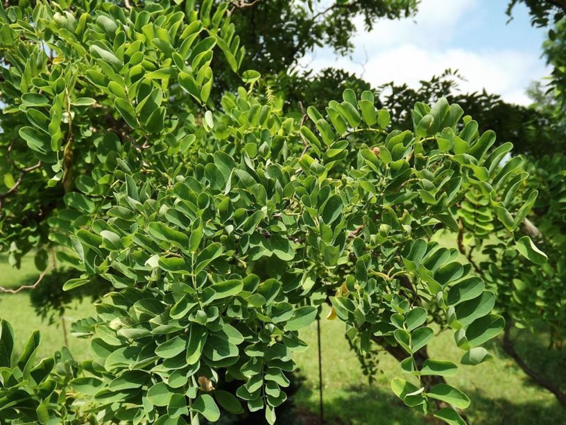 Robinia pseudoacacia 'Tortuosa' - twisted black locust, contorted black ...