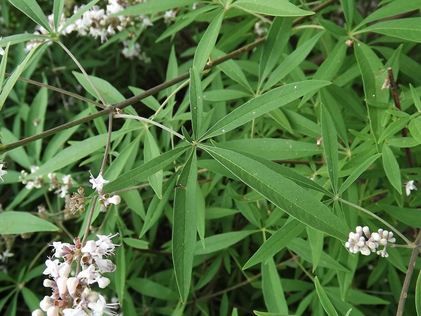 Vitex agnus-castus 'Alba' - white-flower common chaste-tree, white ...