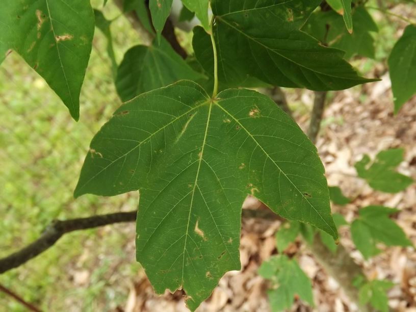Acer sterculiaceum subsp. franchetii - Franchet maple | The Dawes Arboretum