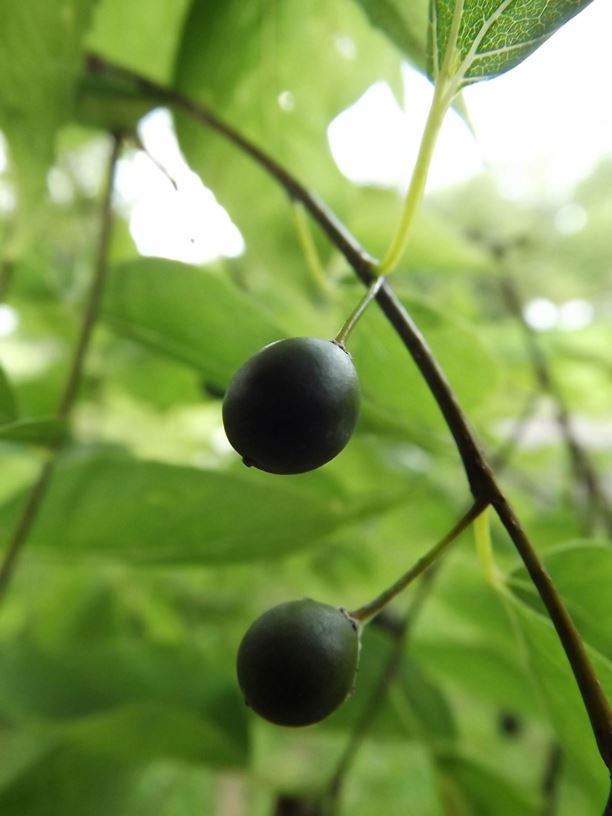 Celtis laevigata - sugar hackberry, sugarberry, southern hackberry ...