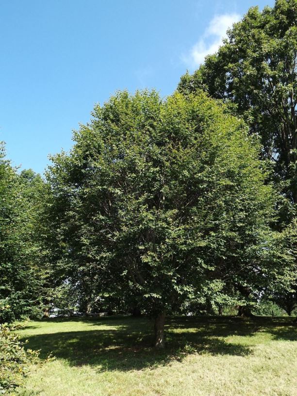 Fagus crenata - Japanese beech | The Dawes Arboretum