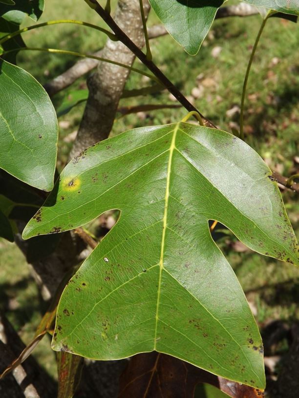 Liriodendron chinense - Chinese tulip-tree | The Dawes Arboretum