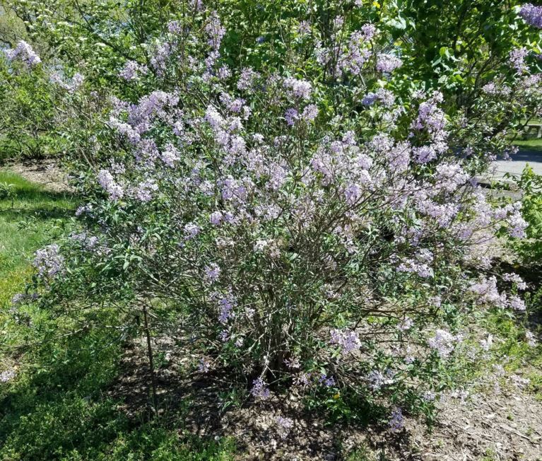 Syringa × laciniata - cutleaf lilac | The Dawes Arboretum