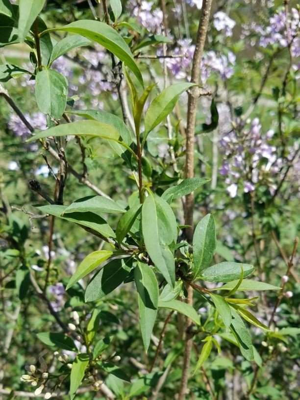 Syringa × laciniata - cutleaf lilac | The Dawes Arboretum