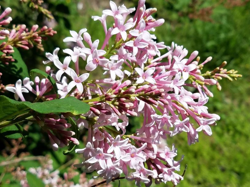 Syringa (Villosae Group) 'Lark Song' - Lark Song lilac | The Dawes ...