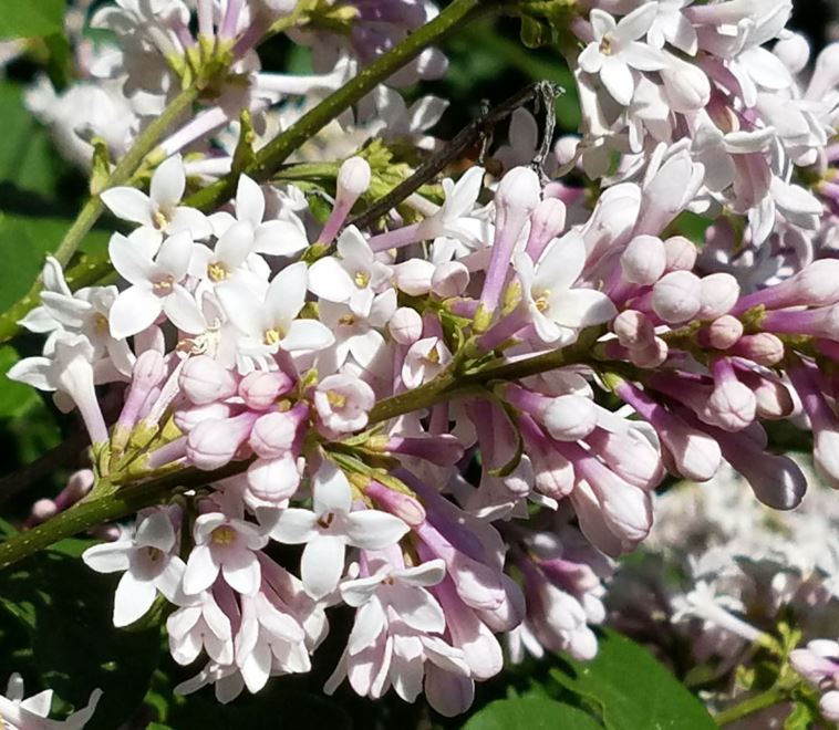 Syringa villosa - late lilac | The Dawes Arboretum