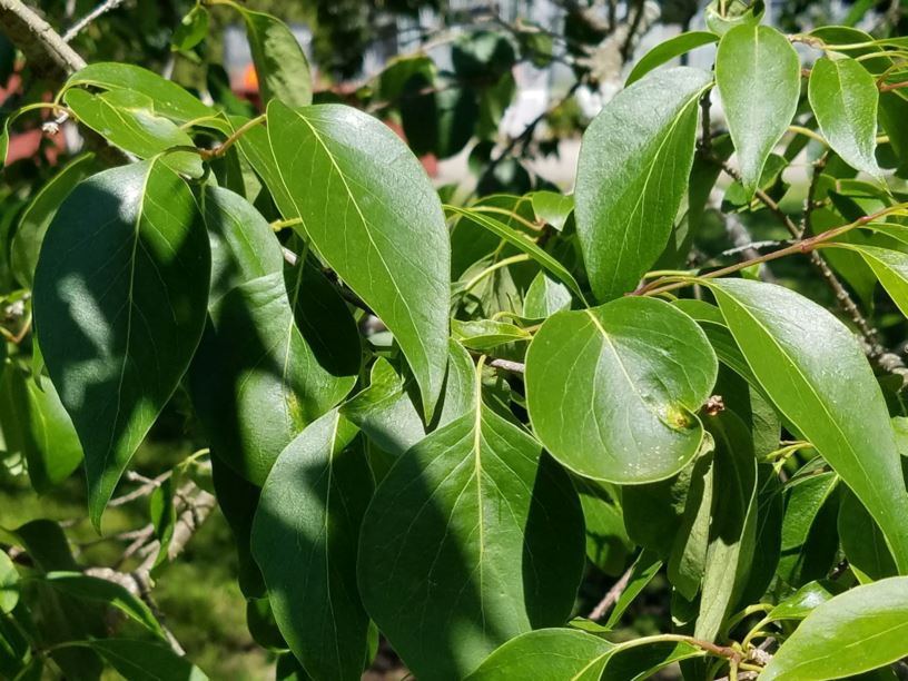 Syringa reticulata subsp. pekinensis - Peking lilac | The Dawes Arboretum