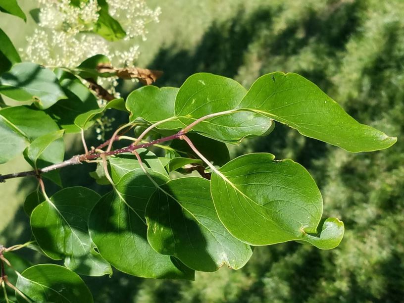 Syringa reticulata subsp. pekinensis - Peking lilac | The Dawes Arboretum