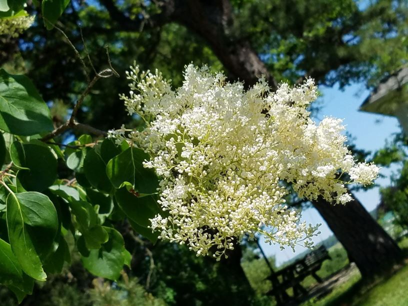 Syringa reticulata subsp. pekinensis - Peking lilac | The Dawes Arboretum
