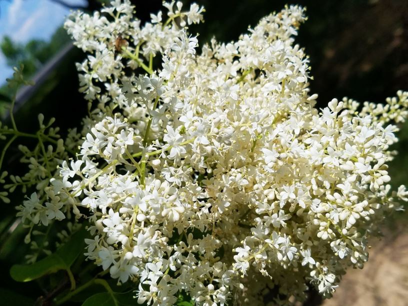 Syringa reticulata 'Elliott' Snowcap™ - Snowcap™ Japanese tree lilac ...