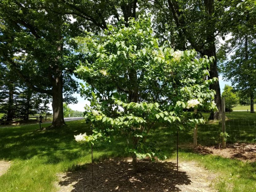 Syringa reticulata 'Elliott' Snowcap™ - Snowcap™ Japanese tree lilac ...