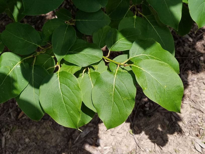 Syringa reticulata 'Elliott' Snowcap™ - Snowcap™ Japanese tree lilac ...
