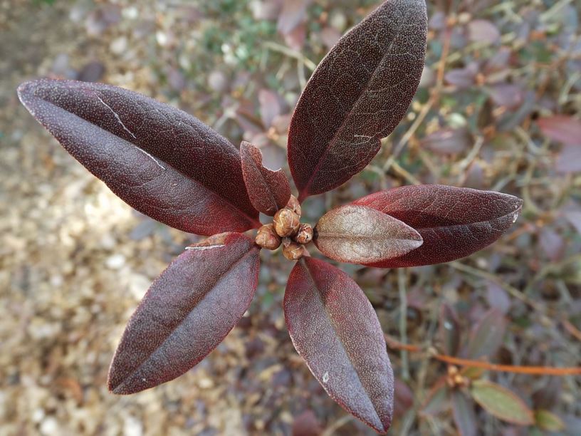 Rhododendron 'Weston's Aglo' - Weston's Aglo rhododendron | The Dawes ...