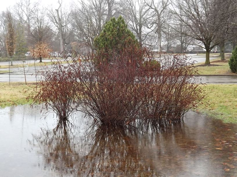 Itea virginica - Virginia sweetspire, Virginia-willow, Virginia-tea ...
