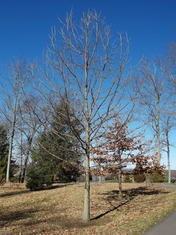 Quercus lyrata - overcup oak | The Dawes Arboretum