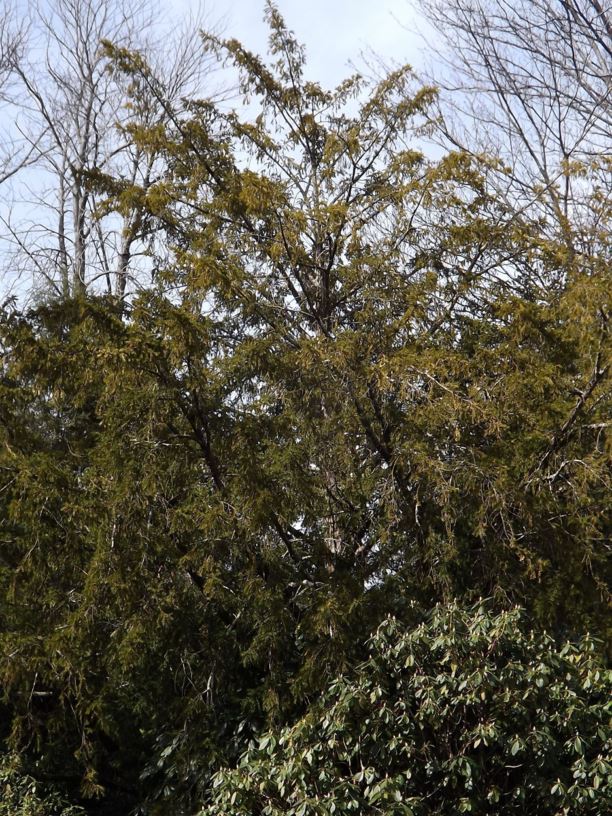 Taxus cuspidata 'Columnaris' - columnar Japanese yew | The Dawes Arboretum
