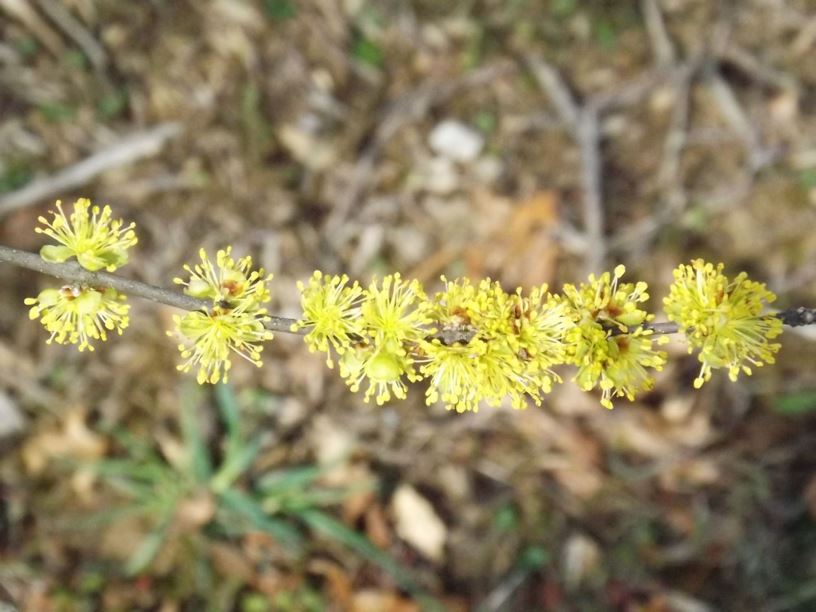Forestiera acuminata - swamp-privet | The Dawes Arboretum