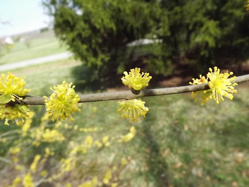 Forestiera acuminata - swamp-privet | The Dawes Arboretum