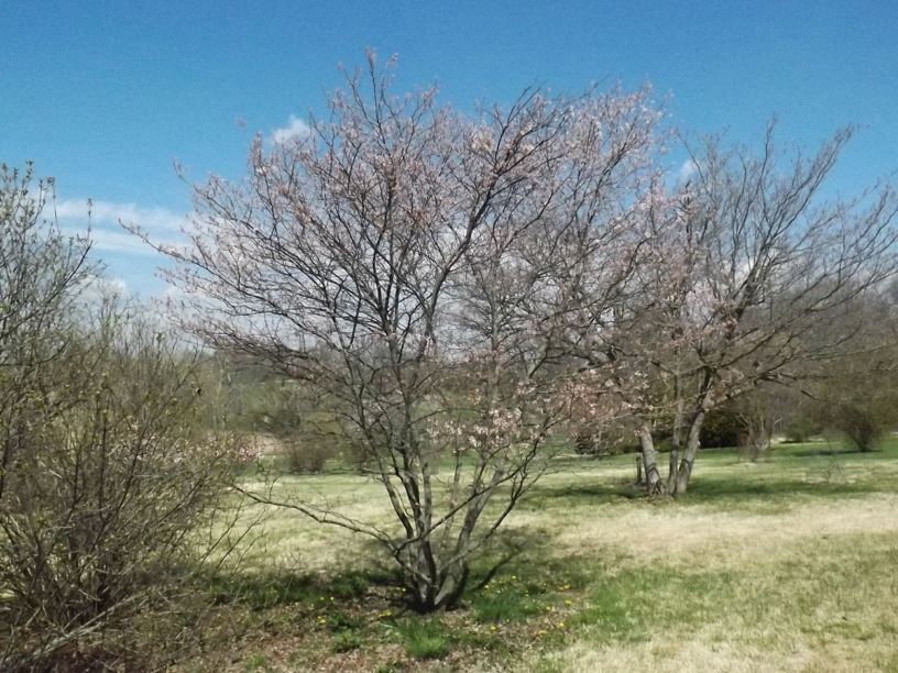 Amelanchier arborea - downy serviceberry | The Dawes Arboretum