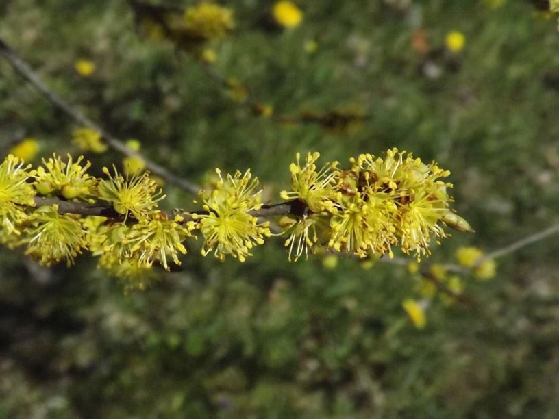 Forestiera acuminata - swamp-privet | The Dawes Arboretum