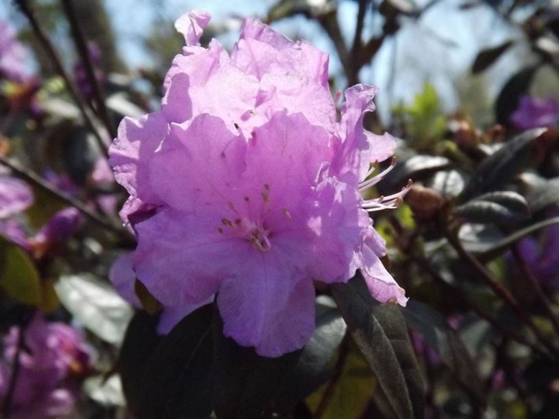 Rhododendron 'PJM' - PJM rhododendron | The Dawes Arboretum
