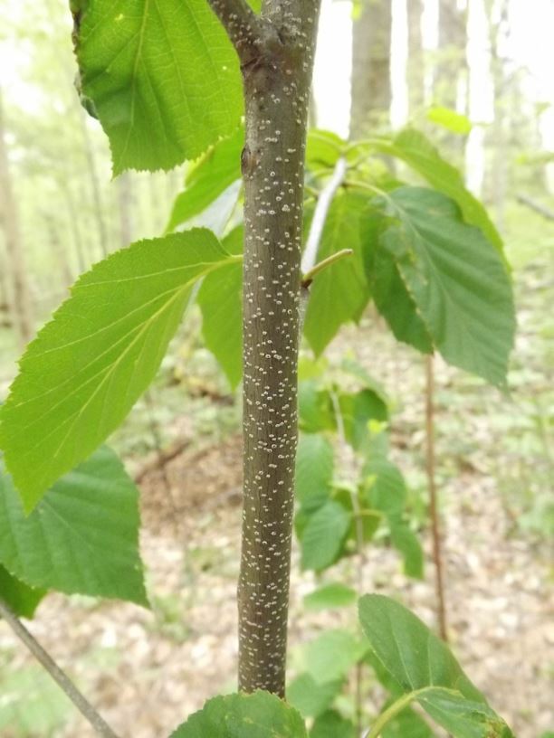 Betula papyrifera - paper birch, canoe birch | The Dawes Arboretum