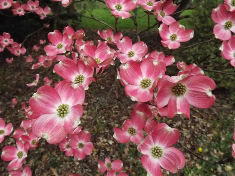 Cornus florida 'Royal Red' - Royal Red flowering dogwood | The Dawes ...