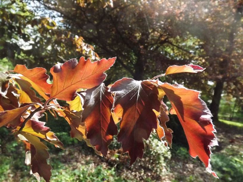 Fagus sylvatica (Atropunicea Group) 'Rohanii' - Rohan purple European beech | The Dawes Arboretum