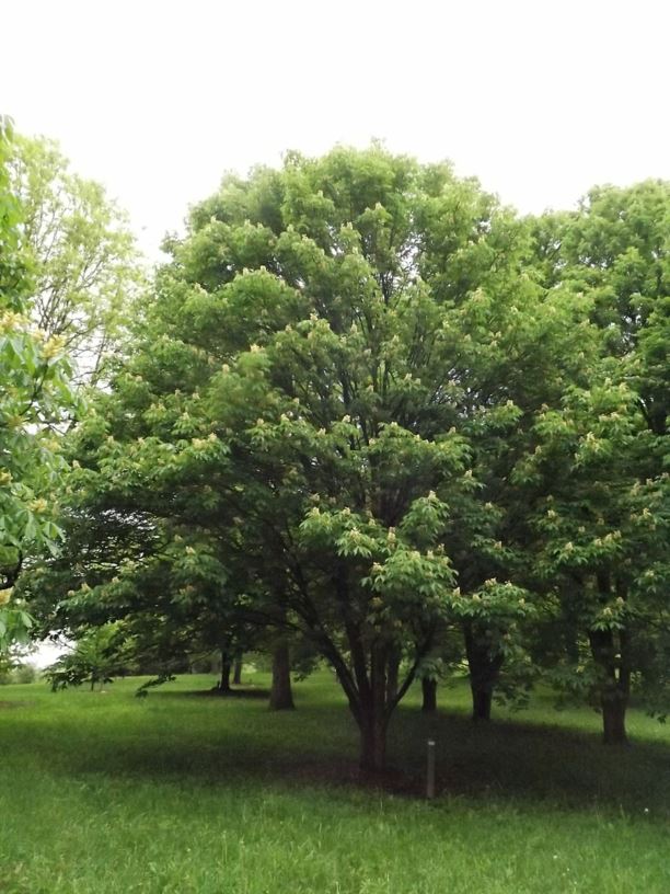 Aesculus × arnoldiana - Arnold buckeye | The Dawes Arboretum