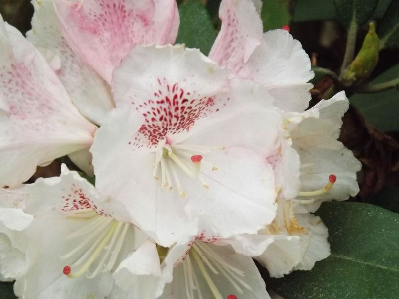 Rhododendron 'Ingrid Mehlquist' - Ingrid Mehlquist rhododendron | The ...