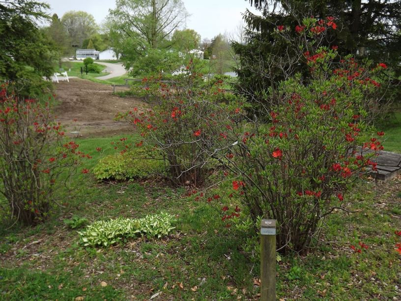 Rhododendron 'Balzac' - Balzac azalea | The Dawes Arboretum