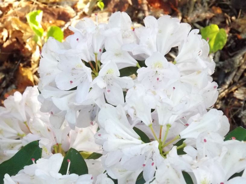 Rhododendron 'Catawbiense Album' - Catawbiense Album rhododendron | The ...