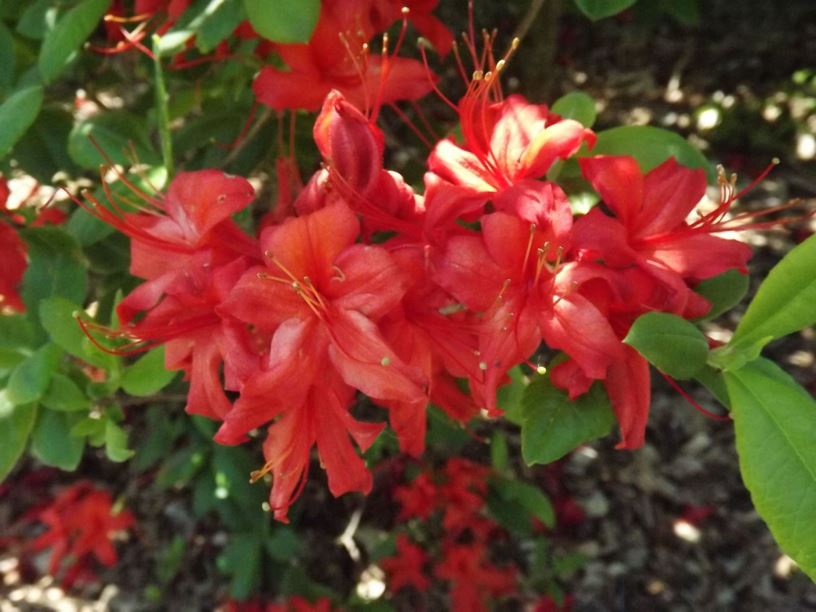 Rhododendron 'Ilam Copper Cloud' - Ilam Copper Cloud azalea | The Dawes ...