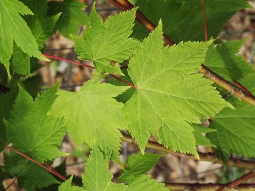 Acer argutum - pointed-leaf maple | The Dawes Arboretum