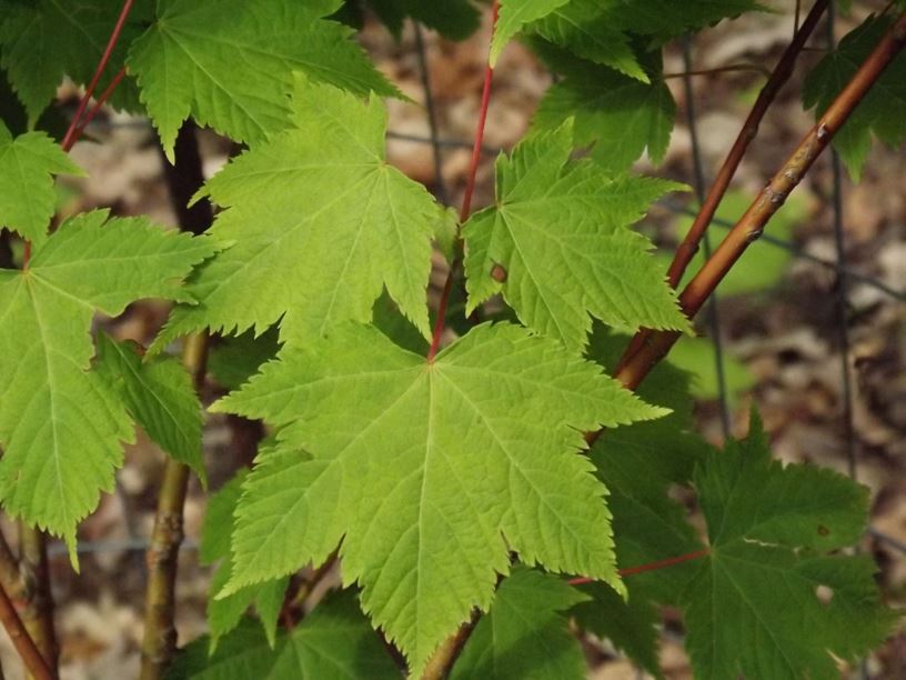Acer argutum - pointed-leaf maple | The Dawes Arboretum