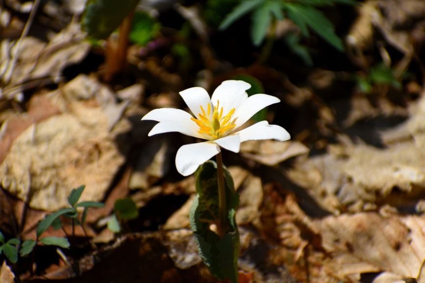 Sanguinaria canadensis - bloodroot, red puccoon | The Dawes Arboretum