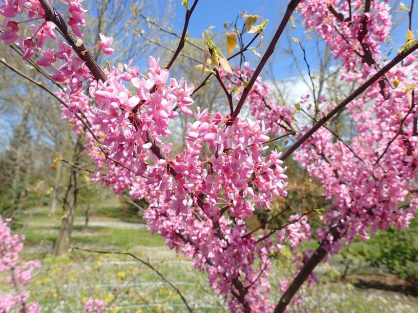Cercis canadensis 'Alley Cat' - Alley Cat eastern redbud | The Dawes ...