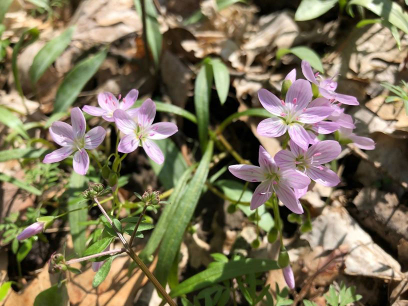 Claytonia virginica - spring-beauty, Virginia springbeauty, eastern ...