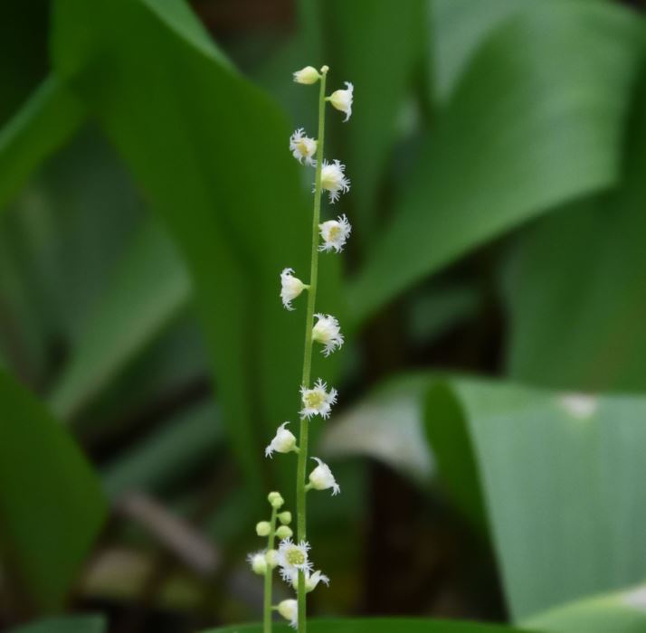 Mitella diphylla - two-leaf miterwort, bishop's-cap | The Dawes Arboretum