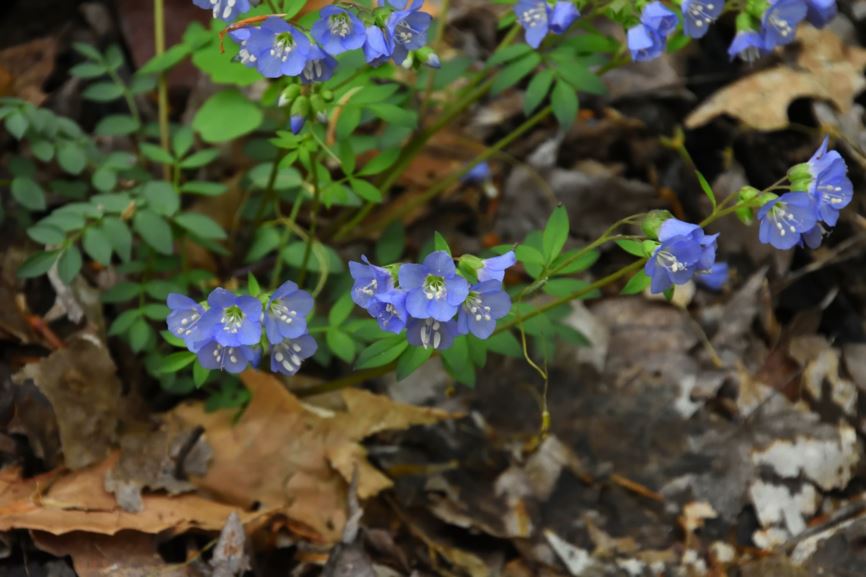 Polemonium reptans - spreading Jacob's-ladder, Greek-valerian | The ...