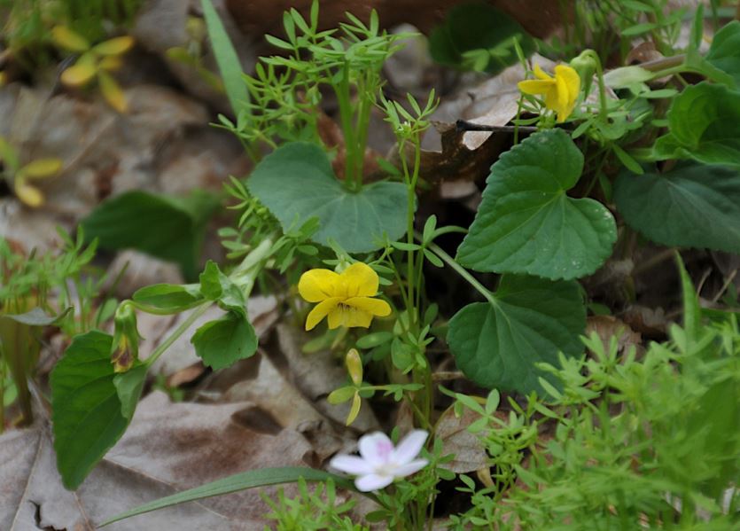 Viola pubescens - yellow forest violet, smooth yellow violet, downy ...