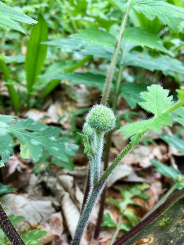 Hydrophyllum macrophyllum - large-leaf waterleaf | The Dawes Arboretum