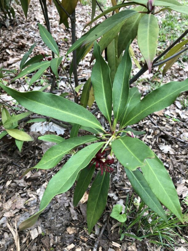Illicium floridanum - Florida-anise, Florida anisetree | The Dawes ...