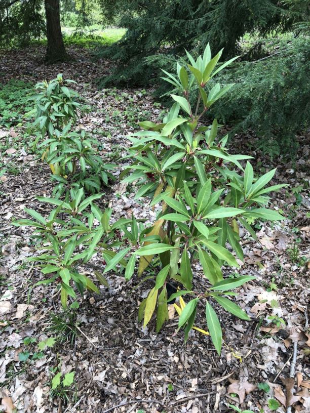Illicium floridanum - Florida-anise, Florida anisetree | The Dawes ...