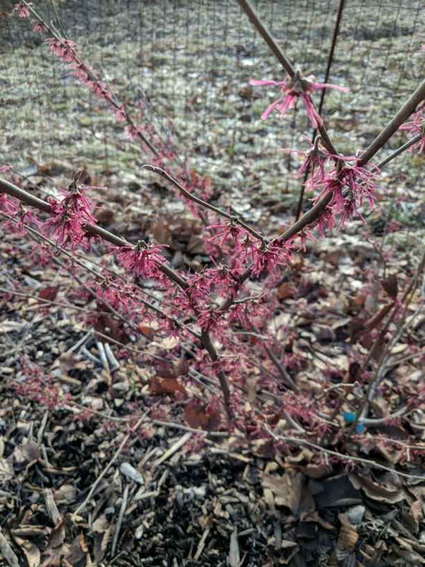 Hamamelis vernalis 'Purple Ribbons' - Purple Ribbons vernal witch-hazel ...