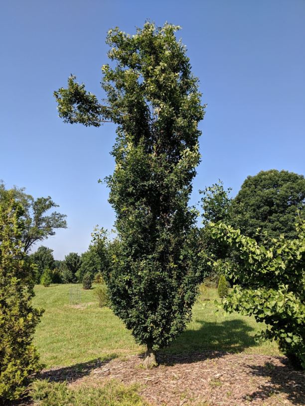 Quercus robur 'Salfast' - Salfast English oak | The Dawes Arboretum