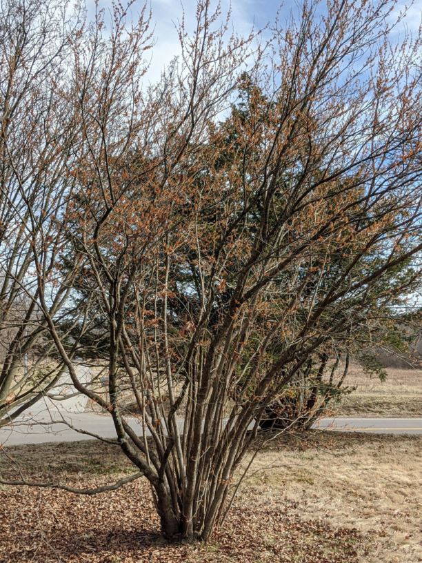 Hamamelis vernalis - vernal witch-hazel, Ozark witch-hazel | The Dawes ...