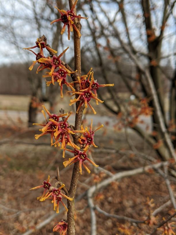 Hamamelis vernalis - vernal witch-hazel, Ozark witch-hazel | The Dawes ...
